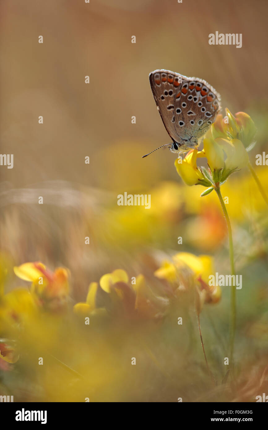Female Common blue butterfly (Polyommatus icarus) on Trefoil (Lotus sp ...