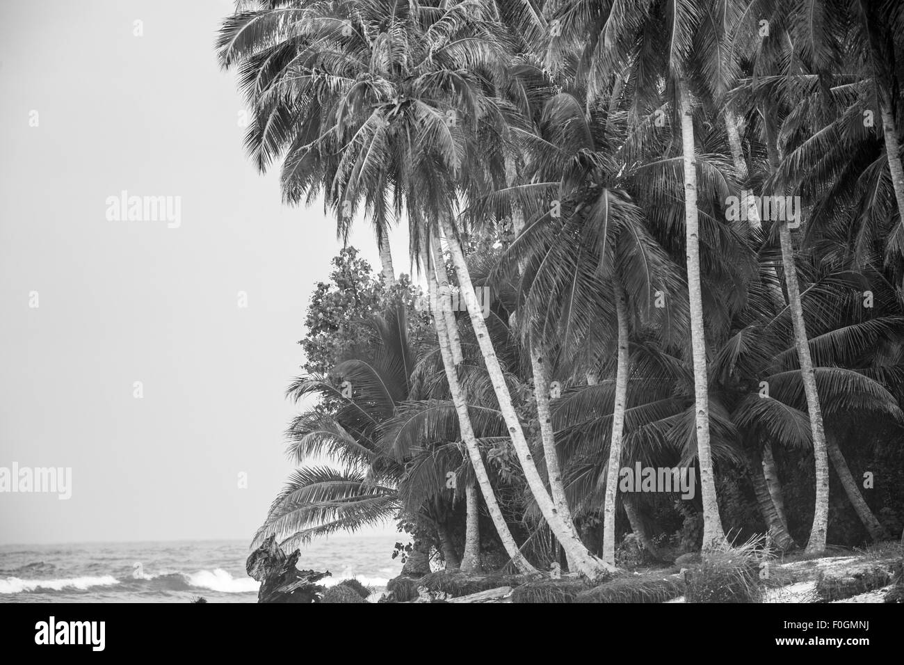 Mentawai Islands, Indonesia, Landscape, palm tree, coconuts, copra ...