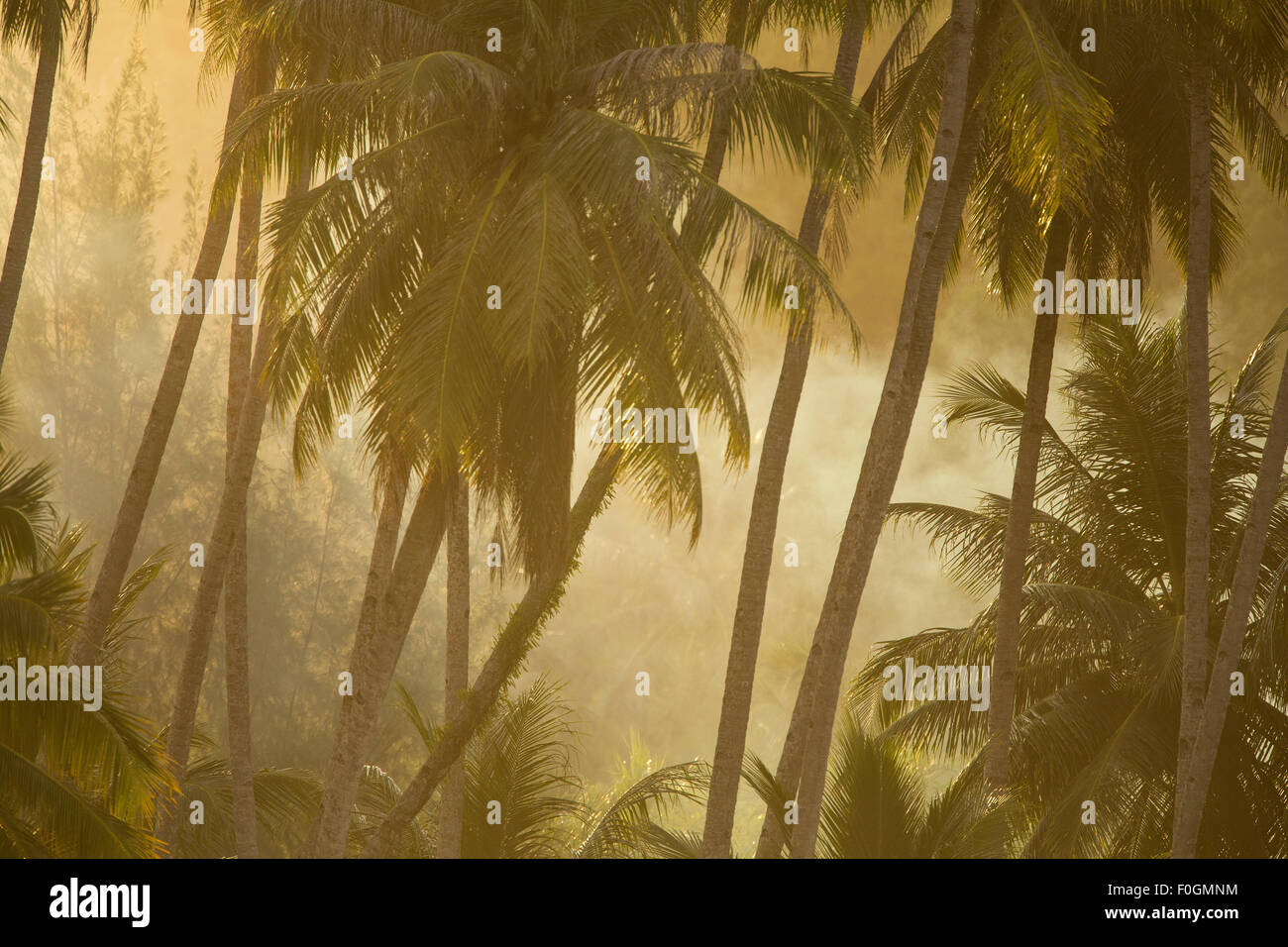 Mentawai Islands, Indonesia, Landscape, palm tree, coconuts, copra ...