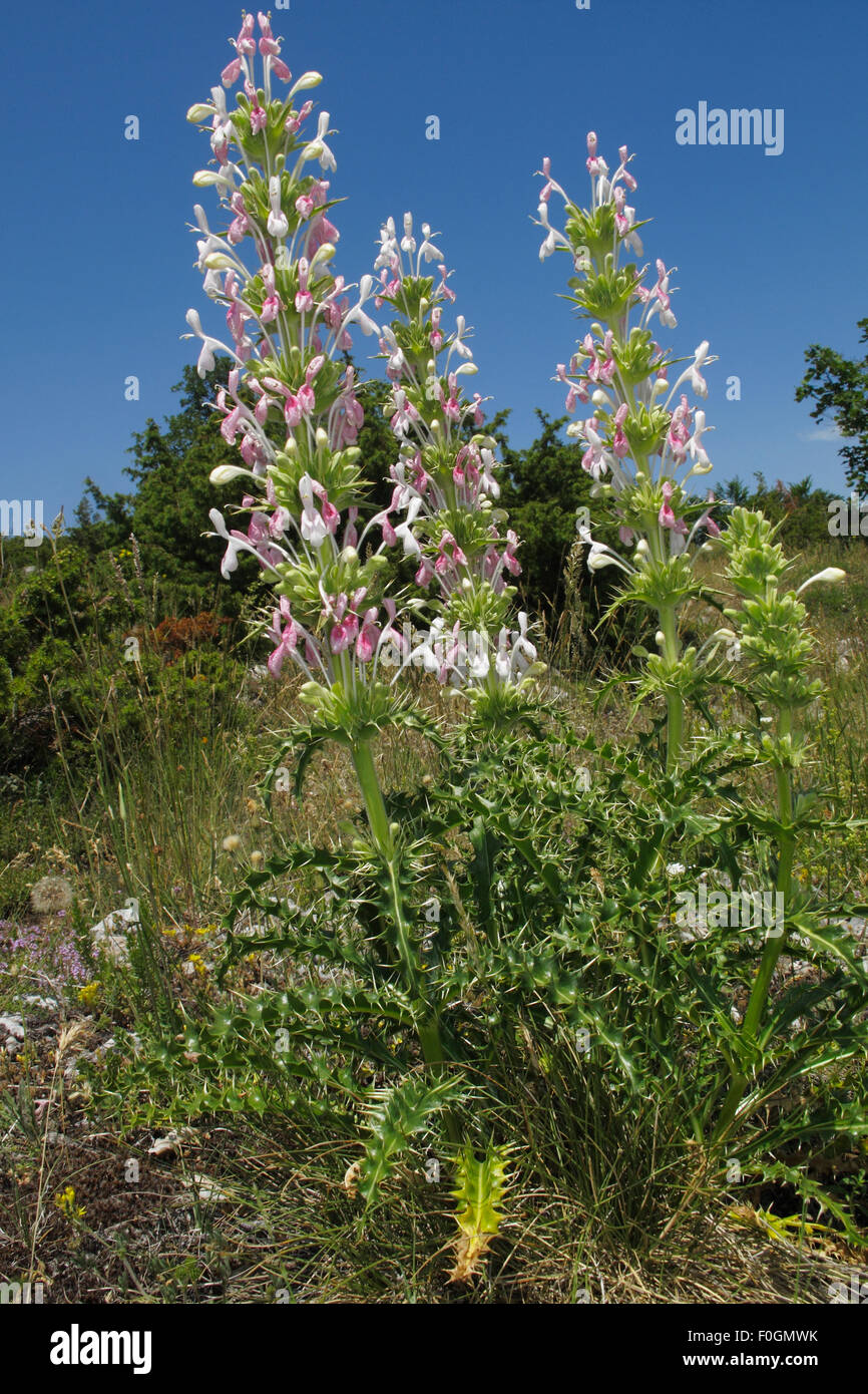 Acanthus acanthus sp hi-res stock photography and images - Alamy