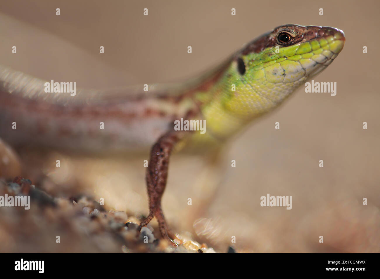 Stenje High Resolution Stock Photography and Images - Alamy