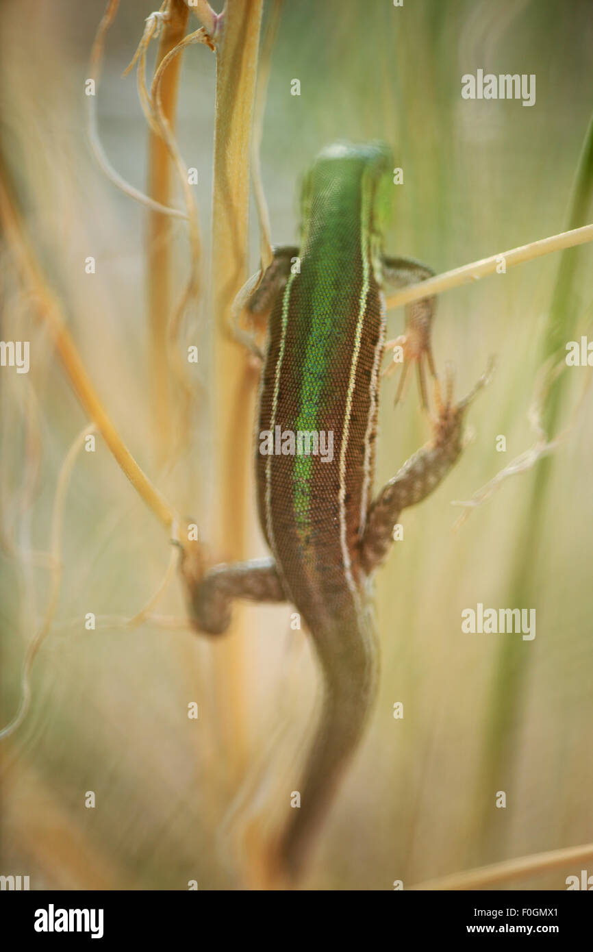 Rear view of Balkan wall lizard (Podarcis taurica) climbing vegetation ...
