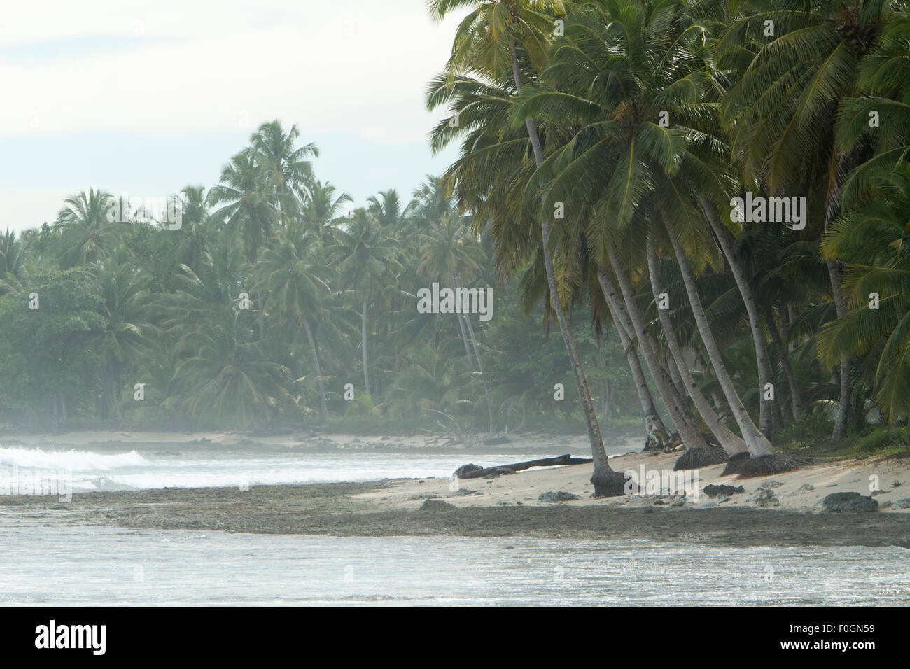 Mentawai Islands, Indonesia, Landscape, palm tree, coconuts, copra ...