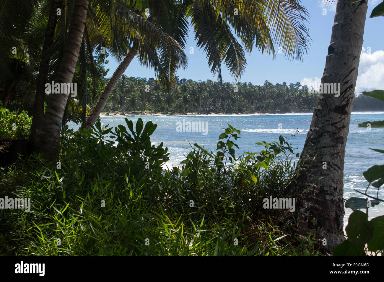 Mentawai Islands, Indonesia, Landscape, palm tree, coconuts, copra ...