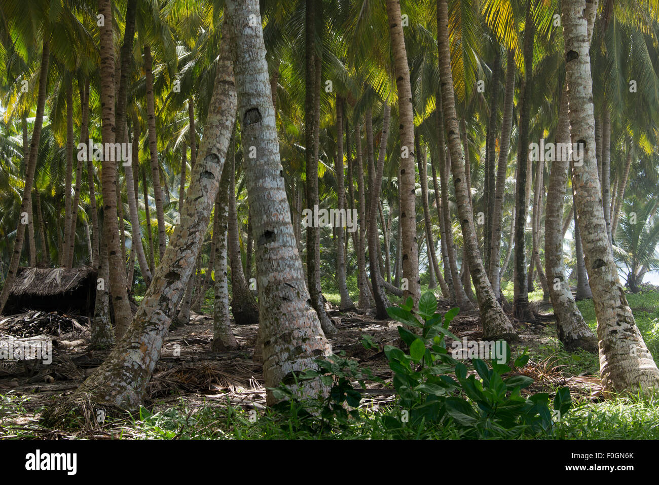 Mentawai Islands, Indonesia, Landscape, palm tree, coconuts, copra ...