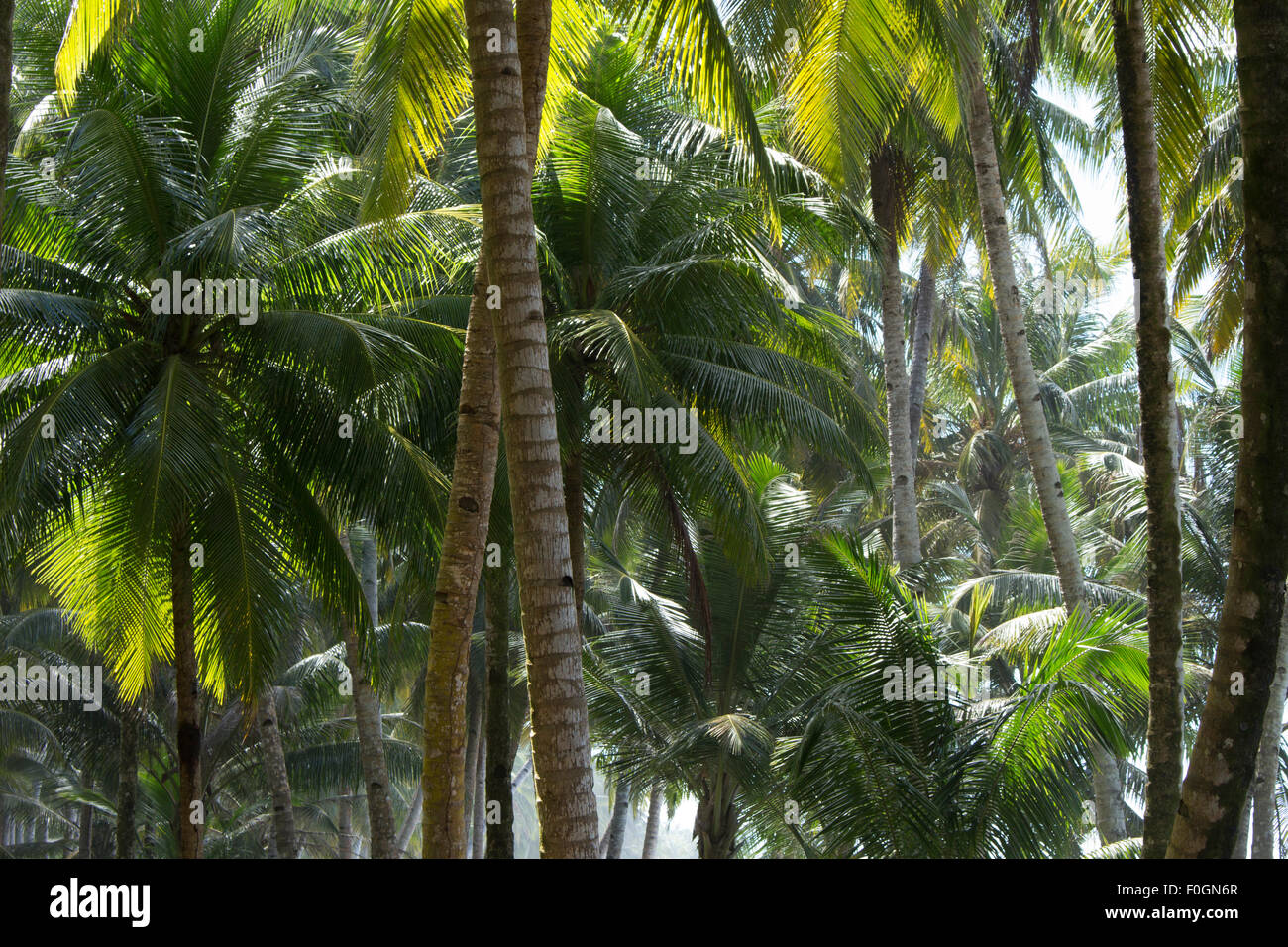 Mentawai Islands, Indonesia, Landscape, palm tree, coconuts, copra ...