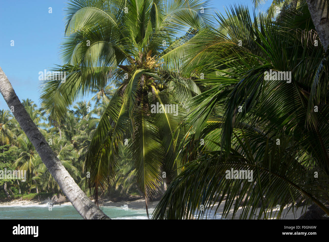 Mentawai Islands, Indonesia, Landscape, palm tree, coconuts, copra ...