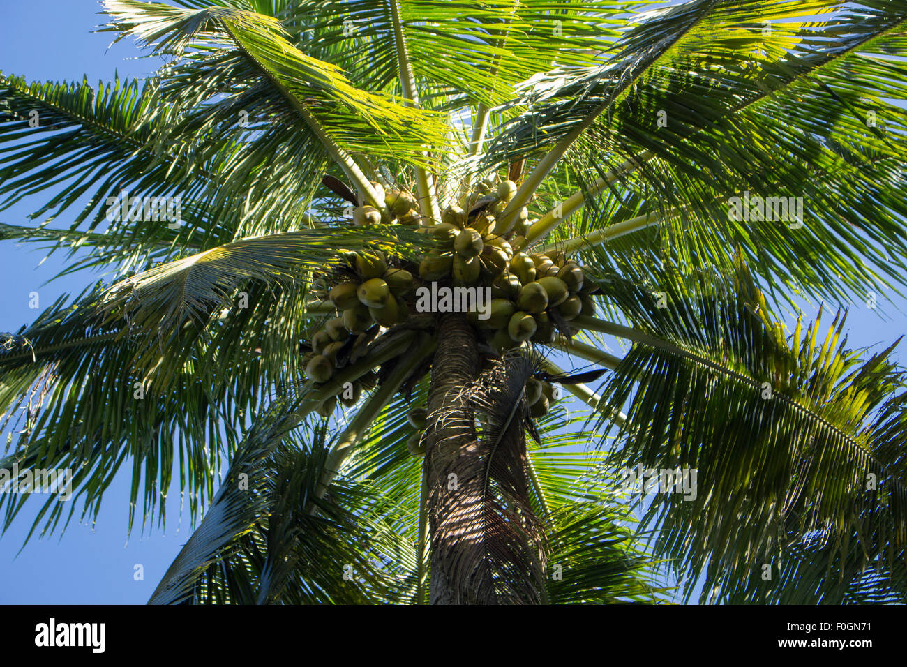 Mentawai Islands, Indonesia, Landscape, palm tree, coconuts, copra ...