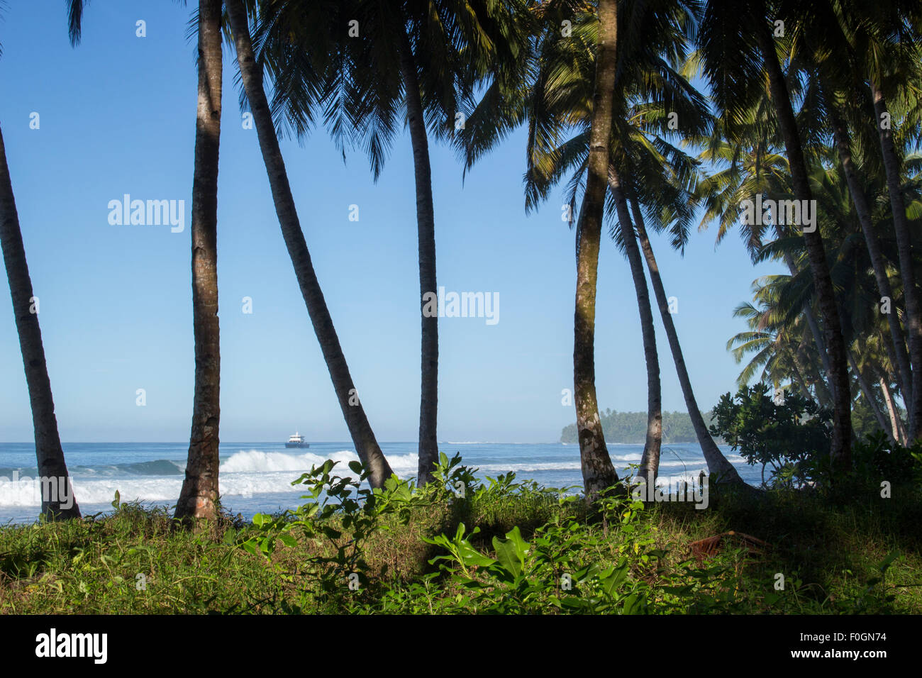 Mentawai Islands, Indonesia, Landscape, palm tree, coconuts, copra ...