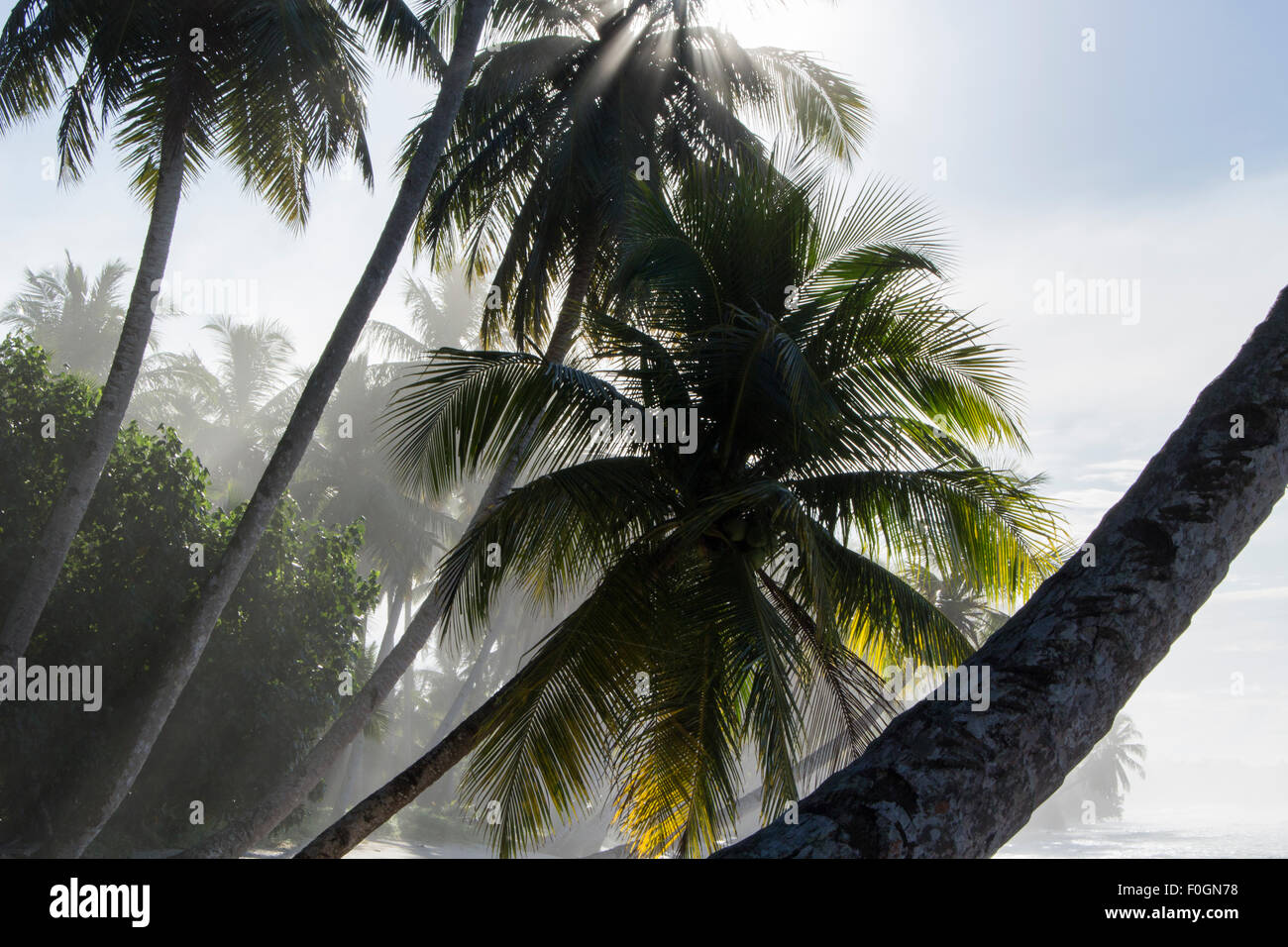 Mentawai Islands, Indonesia, Landscape, palm tree, coconuts, copra ...