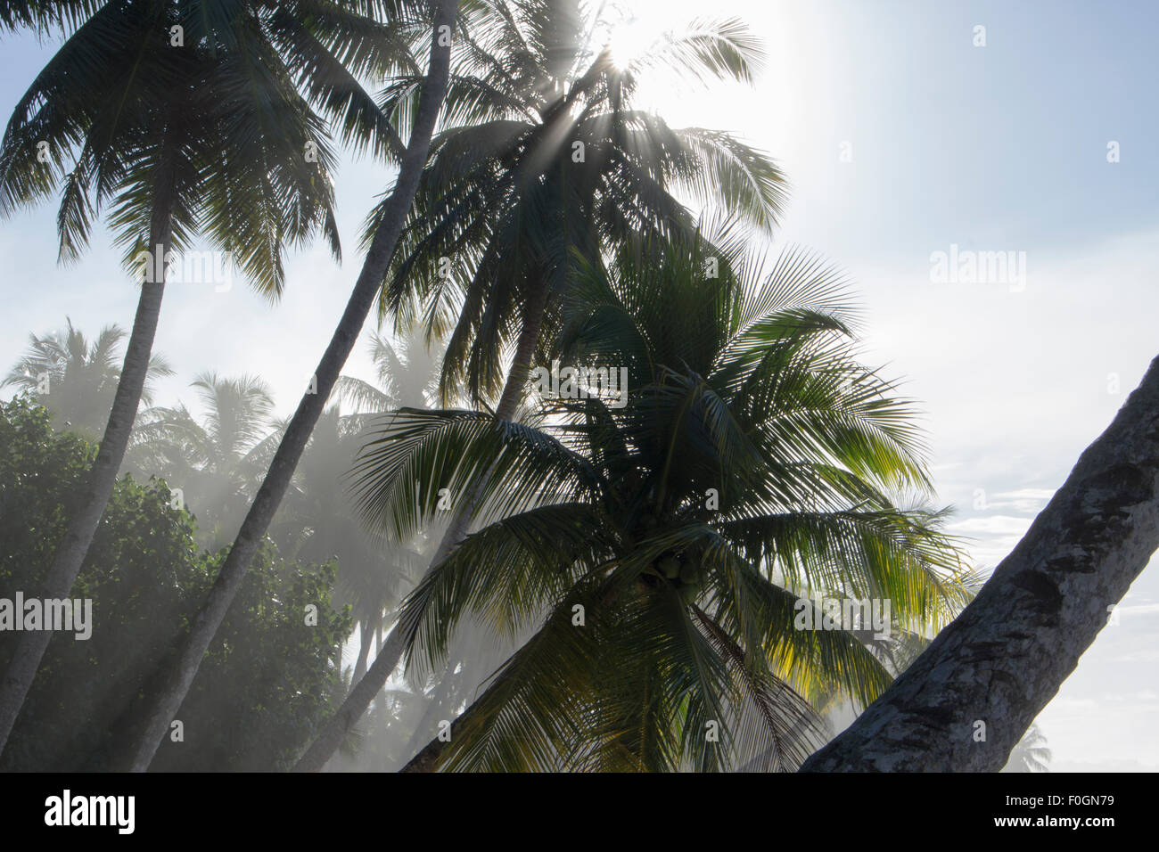 Mentawai Islands, Indonesia, Landscape, palm tree, coconuts, copra ...