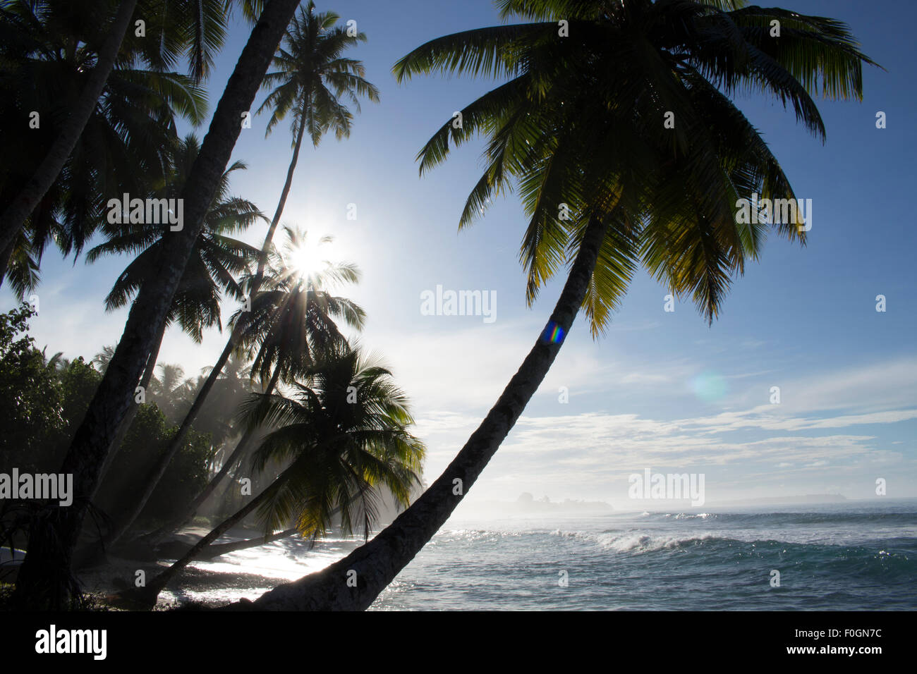 Mentawai Islands, Indonesia, Landscape, palm tree, coconuts, copra ...