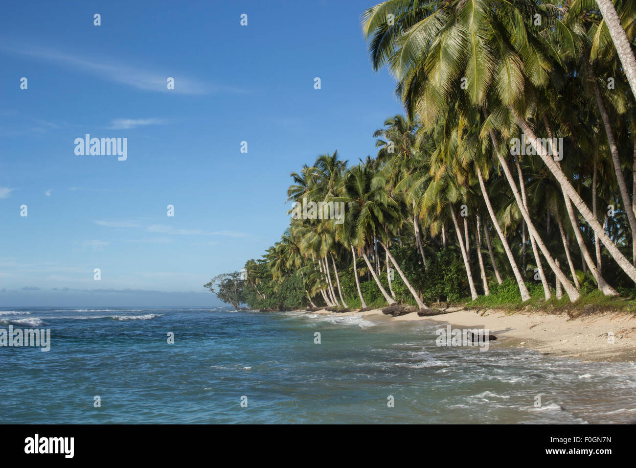 Mentawai Islands, Indonesia, Landscape, palm tree, coconuts, copra ...