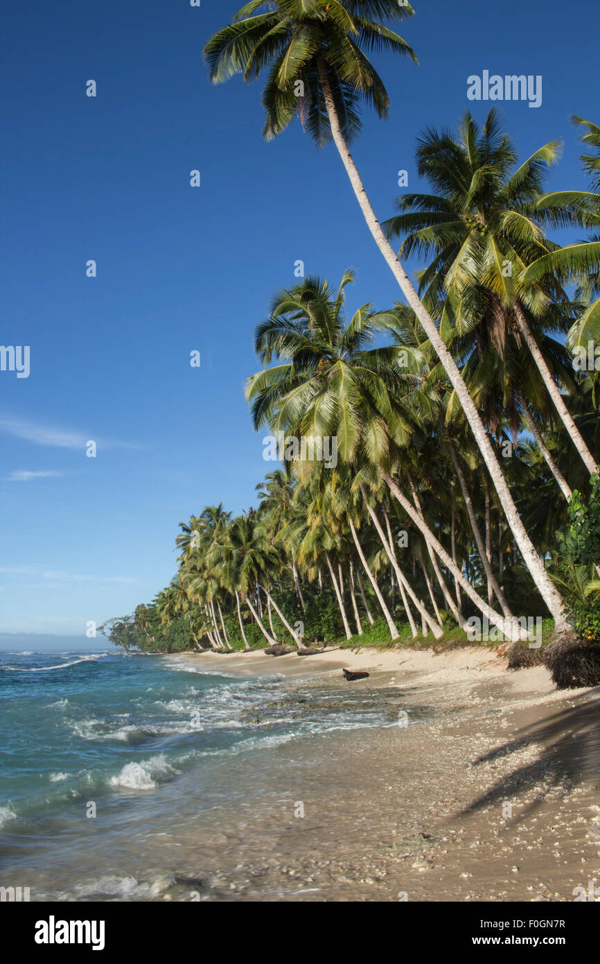 Mentawai Islands, Indonesia, Landscape, palm tree, coconuts, copra ...