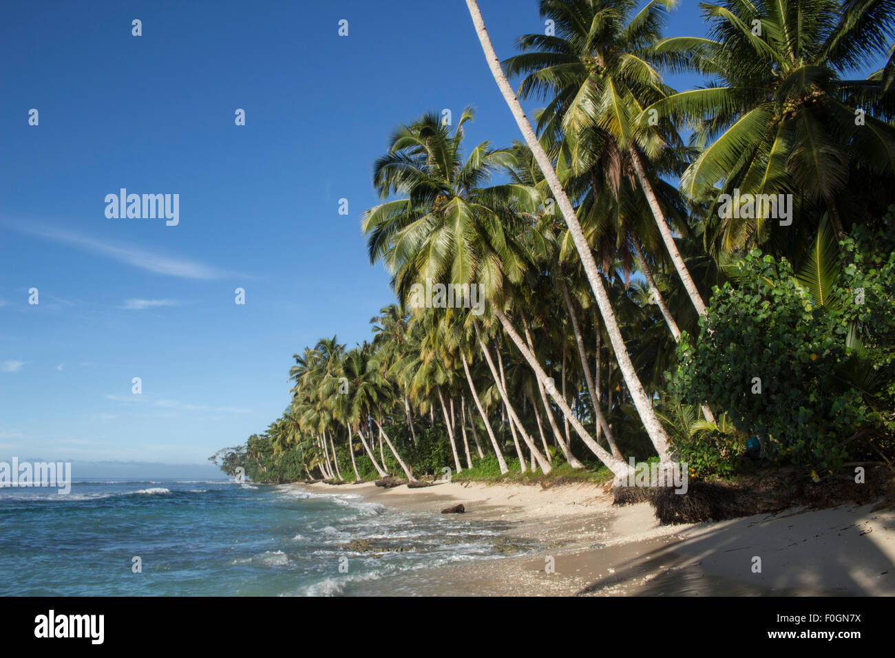 Mentawai Islands, Indonesia, Landscape, palm tree, coconuts, copra ...