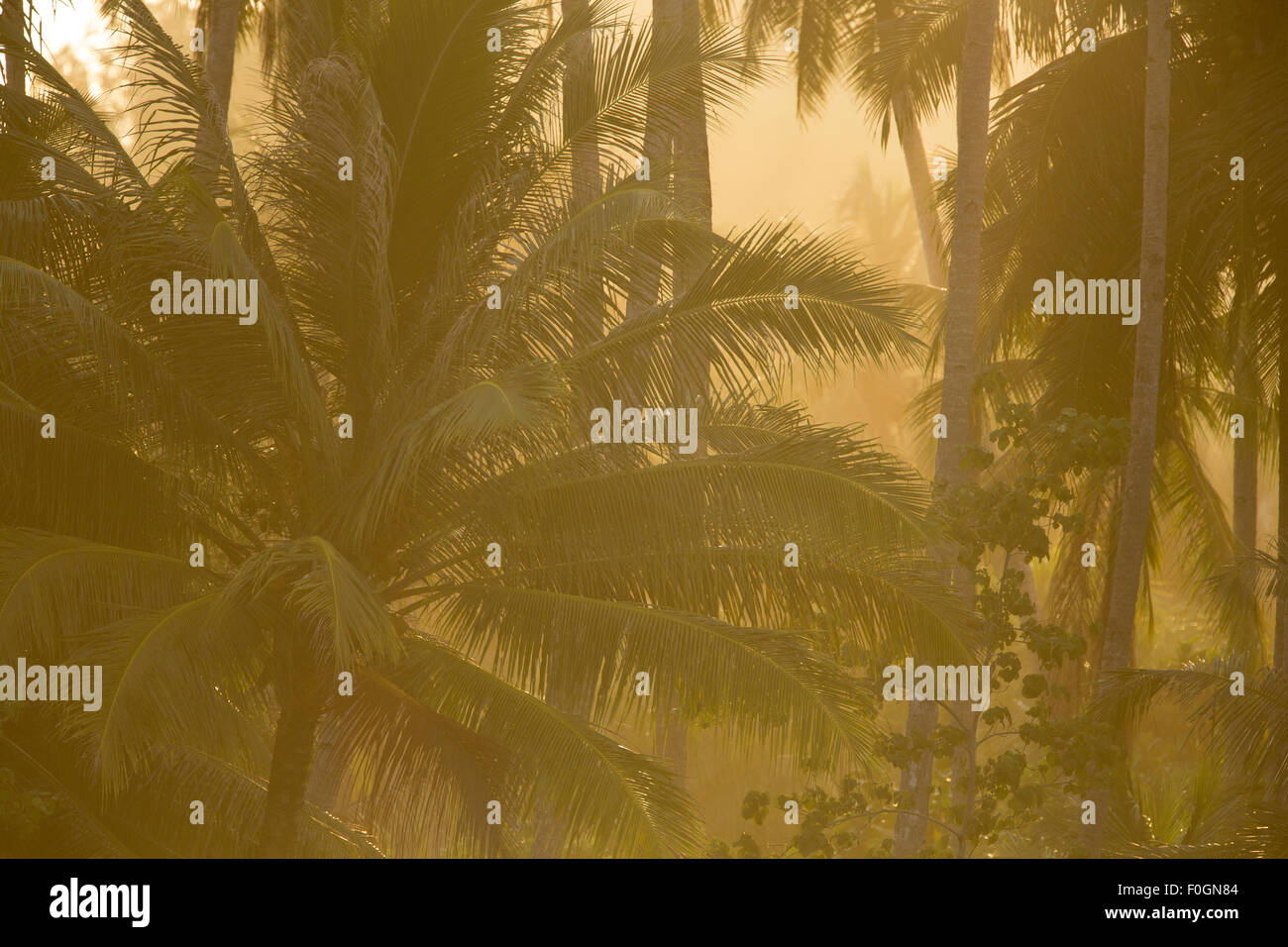 Mentawai Islands, Indonesia, Landscape, palm tree, coconuts, copra ...