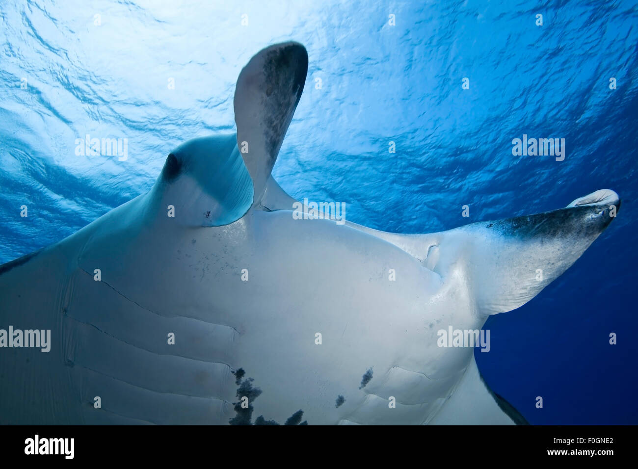 CLOSE-UP VIEW OF MANTA RAY SWIMMING CLOSE TO SURFACE Stock Photo - Alamy