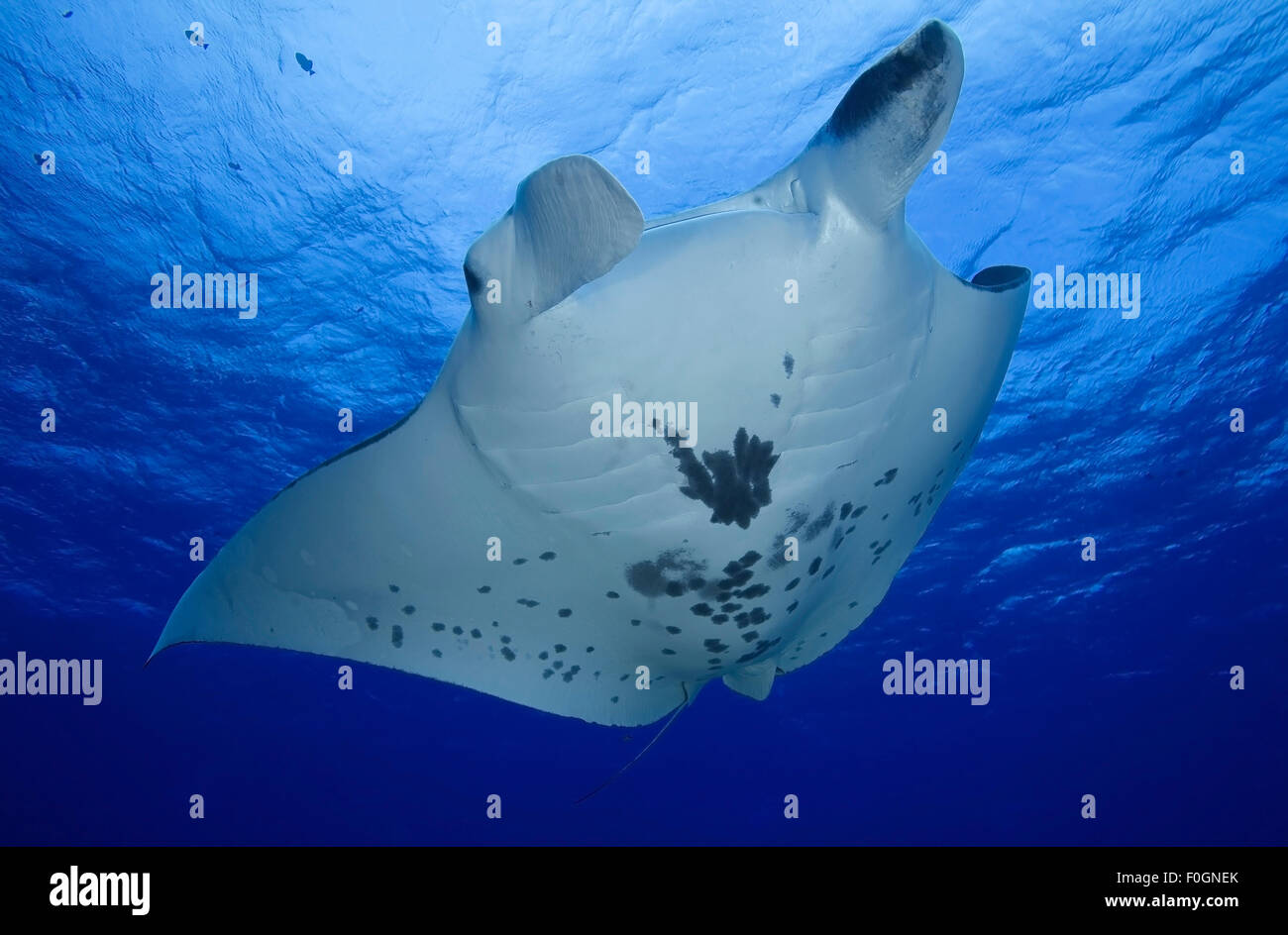 UNDER VIEW OF MANTA RAY SWIMMING CLOSE TO SURFACE Stock Photo - Alamy