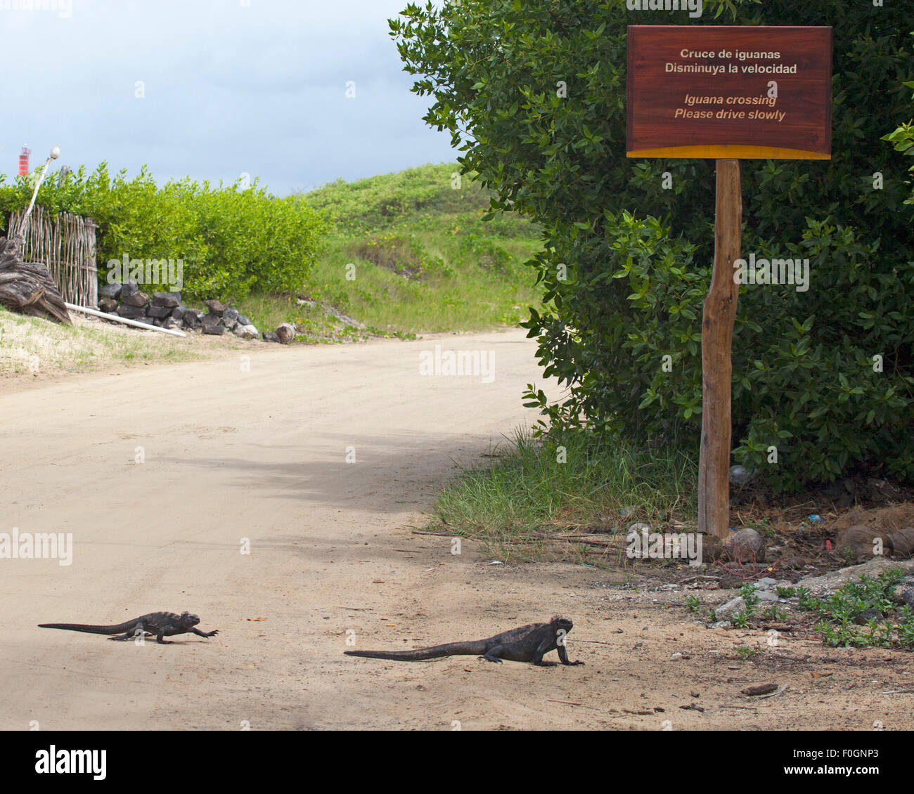 Iguana crossing - please drive slowly Spanish- English bilingual sign ...