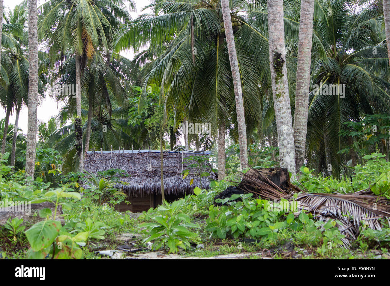Mentawai Islands, Indonesia, Landscape, palm tree, coconuts, copra ...