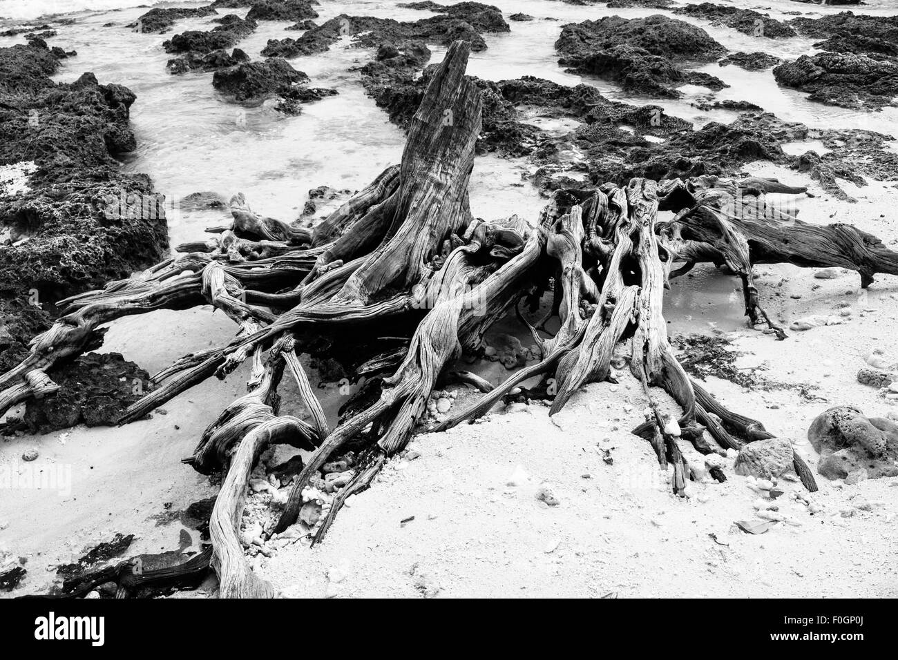 Mentawai Islands, Indonesia, Landscape, dead trees on beach Stock Photo ...