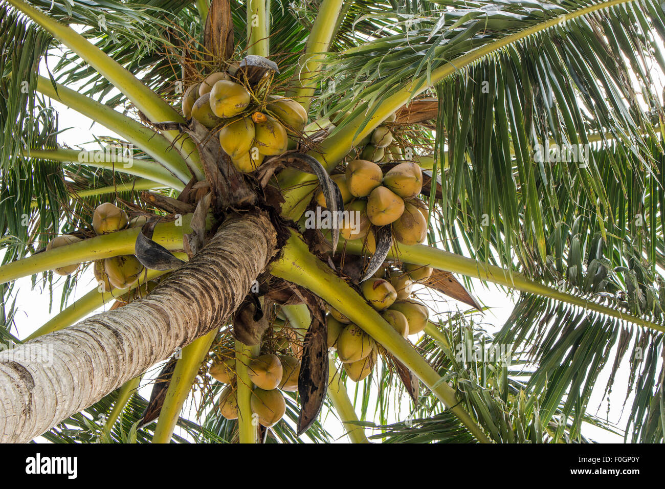 Mentawai Islands, Indonesia, Landscape, palm tree, coconuts, copra ...