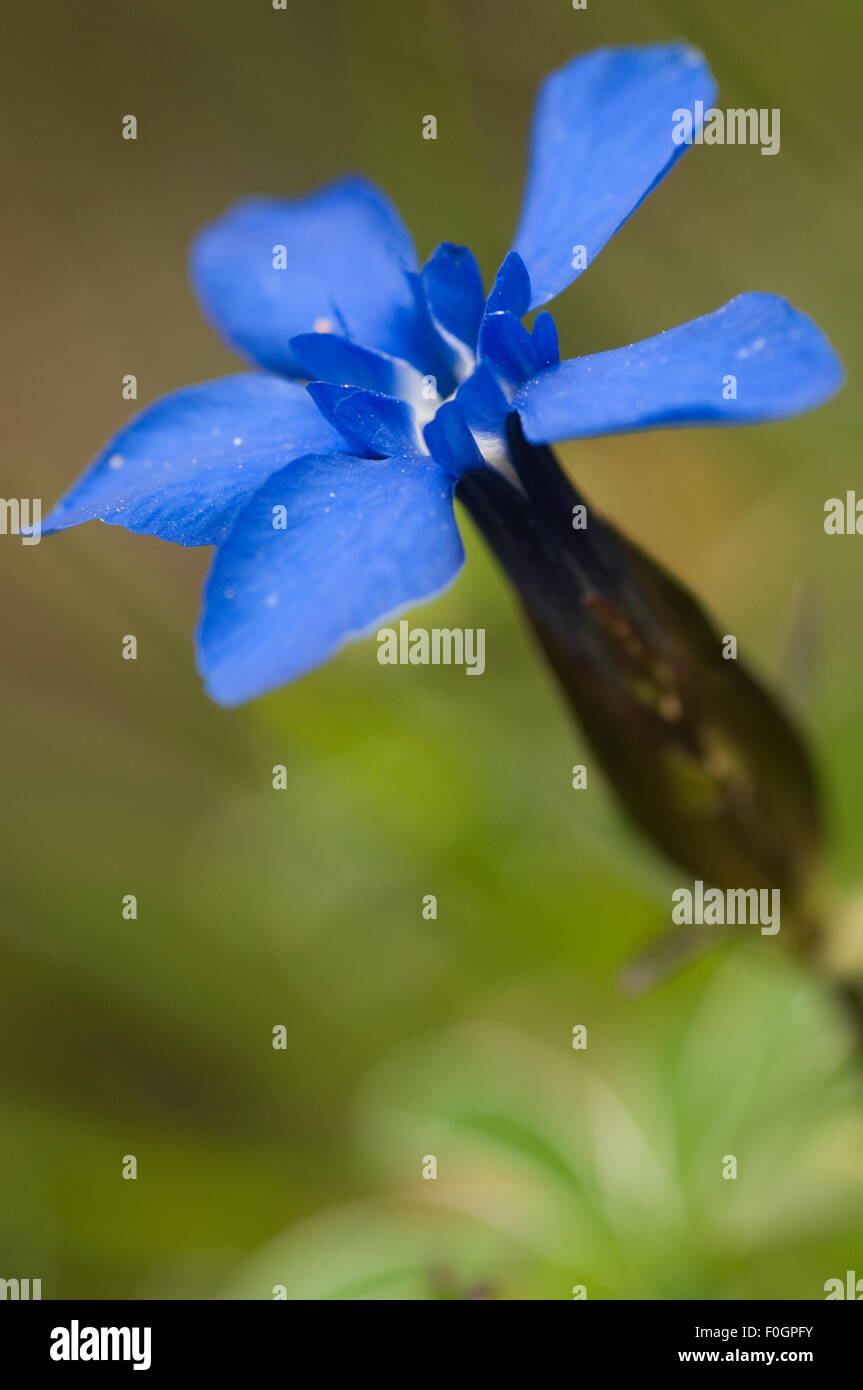 Spring gentian (Gentiana verna) flower, Liechtenstein, June 2009 Stock ...