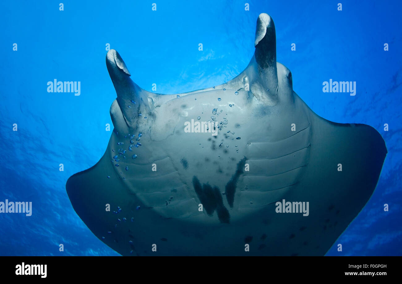 UNDER VIEW OF MANTA RAY SWIMMING CLOSE TO SURFACE Stock Photo - Alamy