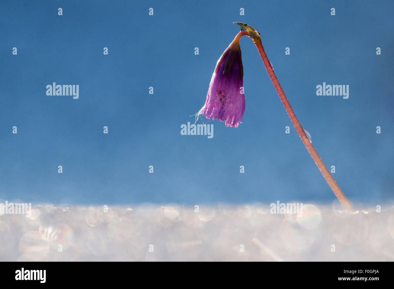 Dwarf snowbell (Soldanella pusilla) in flower, growing through ice ...
