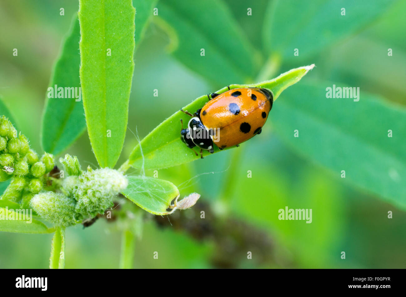 Mantis queen hi-res stock photography and images - Alamy