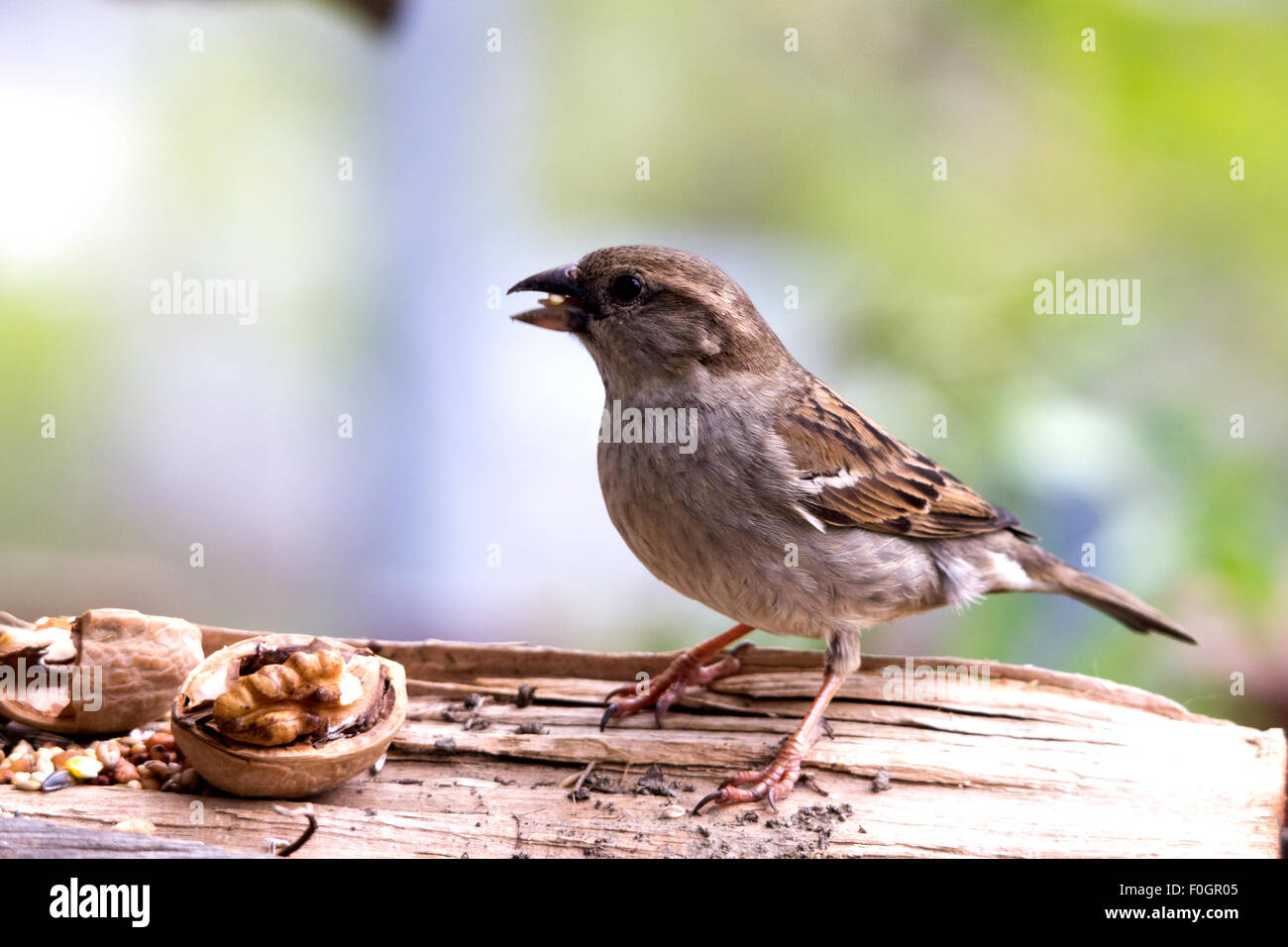 sparrow,, robin,, redstart,, great, tit,, crested, tit,, manger,, beak ...
