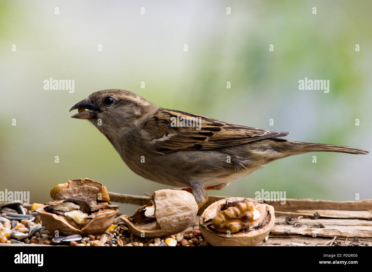 sparrow,, robin,, redstart,, great, tit,, crested, tit,, manger,, beak ...