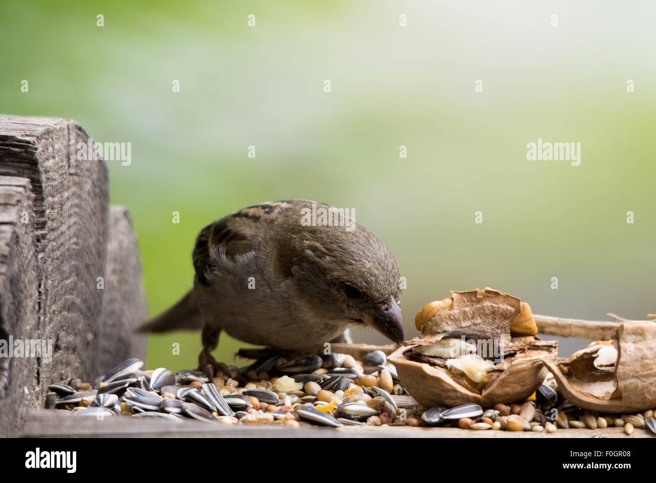 sparrow,, robin,, redstart,, great, tit,, crested, tit,, manger,, beak ...