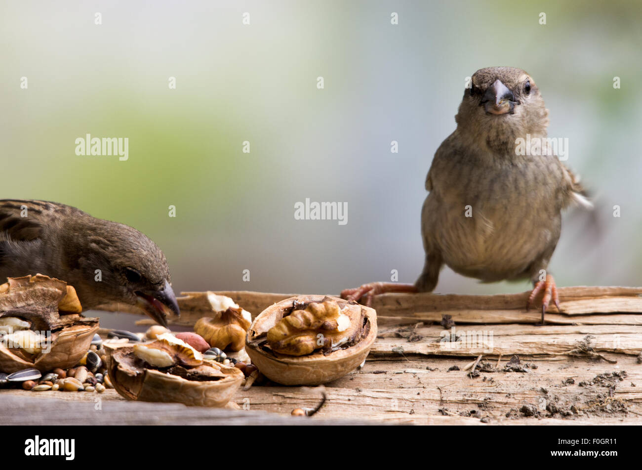 sparrow,, robin,, redstart,, great, tit,, crested, tit,, manger,, beak ...