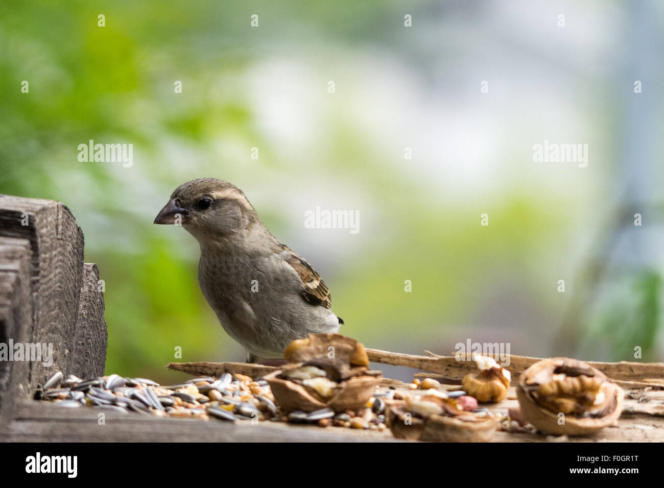 sparrow,, robin,, redstart,, great, tit,, crested, tit,, manger,, beak ...