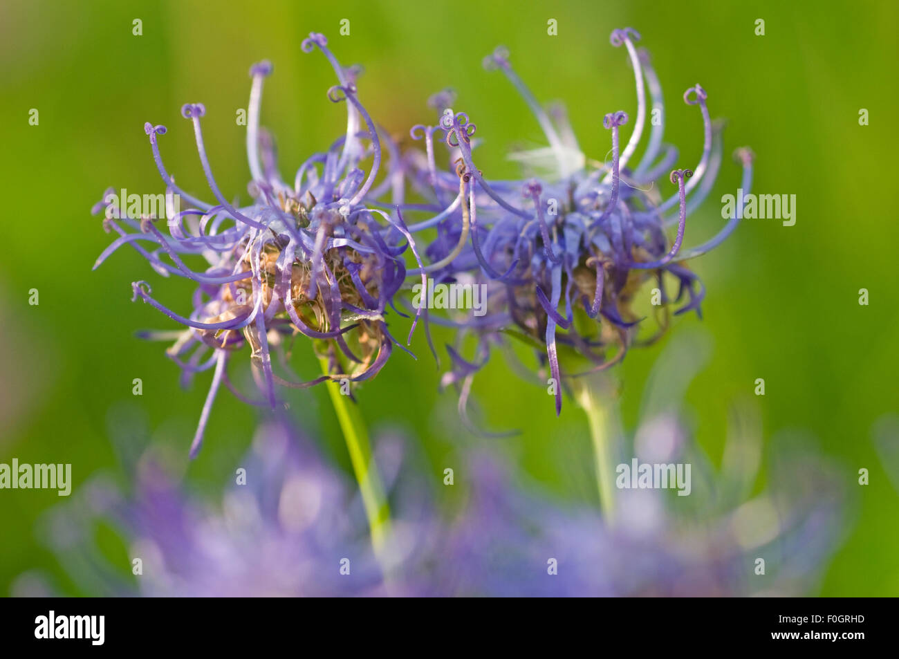 Round-headed rampion (Phyteuma orbiculare) flowers, Liechtenstein, July ...