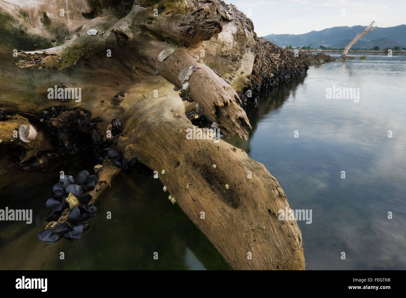 Fallen White willow (Salix alba) in the sea, with Mussels (Mytilus sp ...