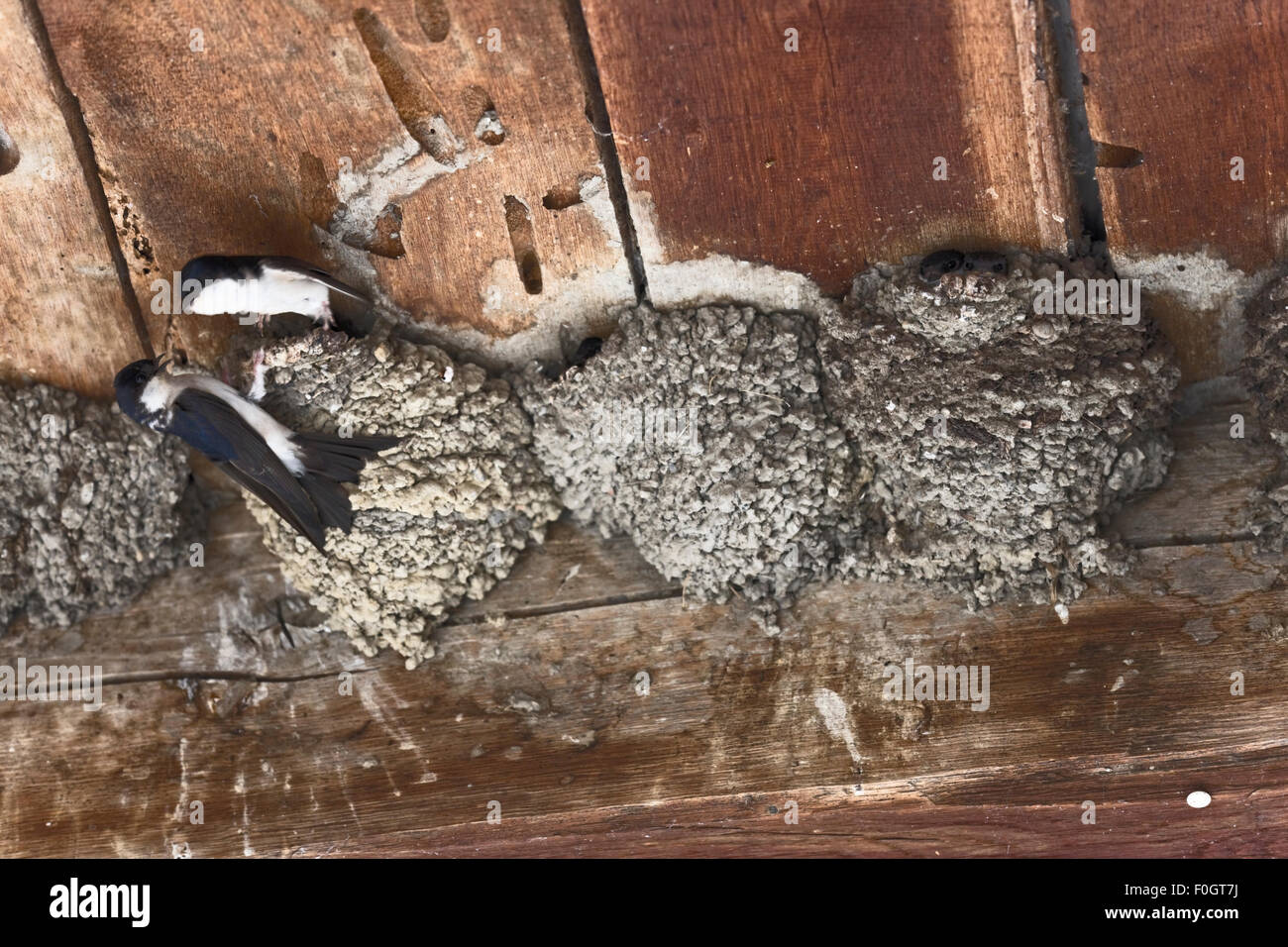 House martin chick nest hi-res stock photography and images - Alamy