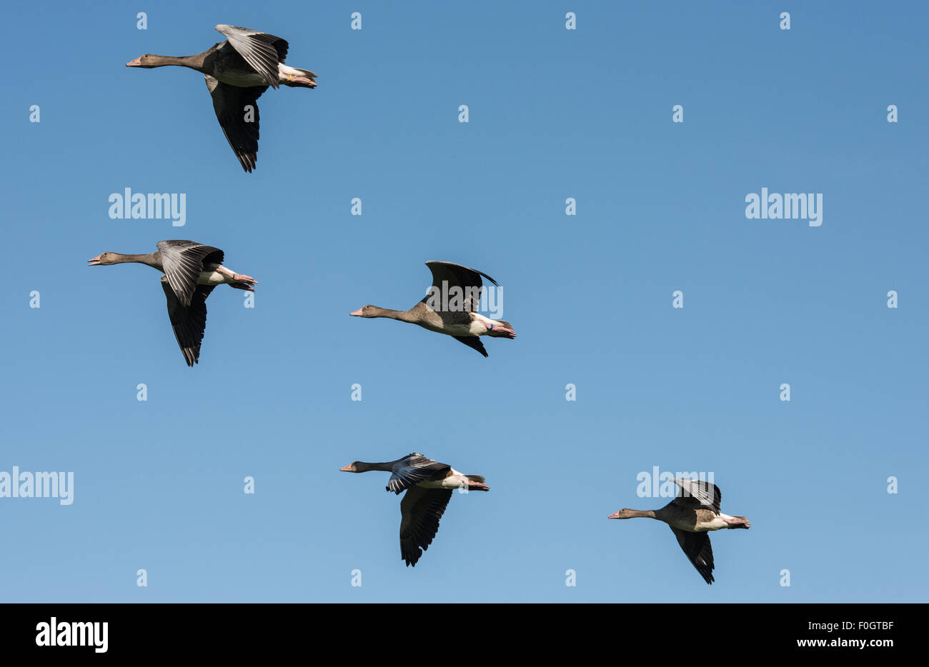 Five greylag geese fly above Radolfzell, Germany, 05 August 2015 ...