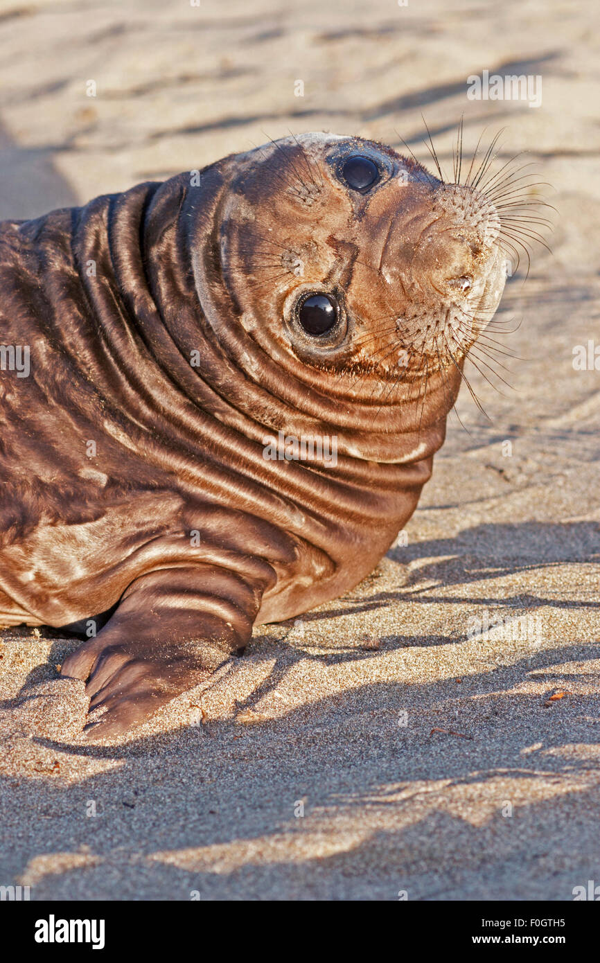 Northern Elephant Seal (Mirounga angustirostris) weaned pup Stock Photo ...