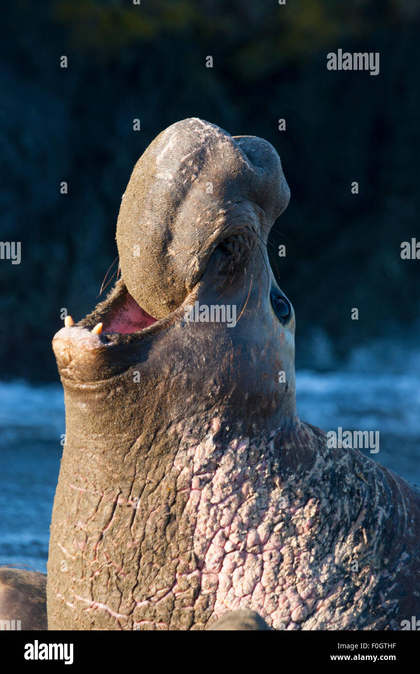 Male Northern Elephant Seal (Mirounga angustirostris) dominant male ...