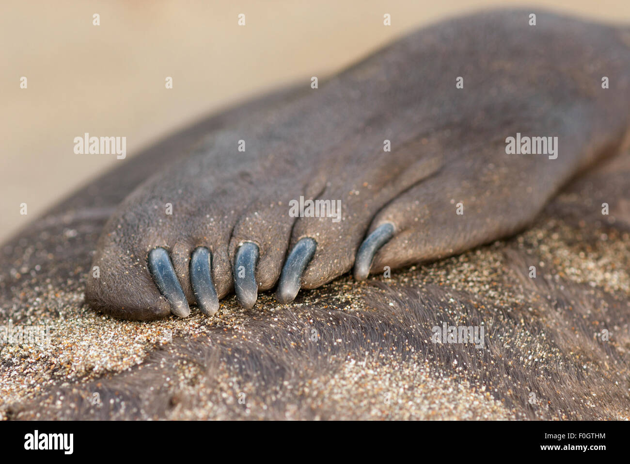 Front flipper of Northern Elephant Seal (Mirounga angustirostris Stock ...