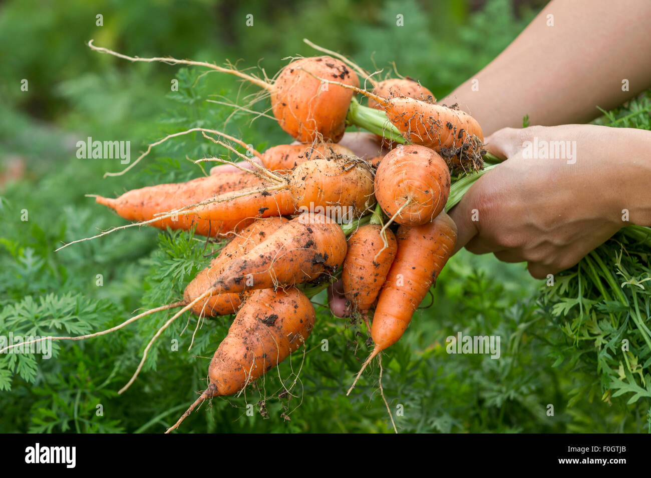 Freshly picked carrots Stock Photo - Alamy