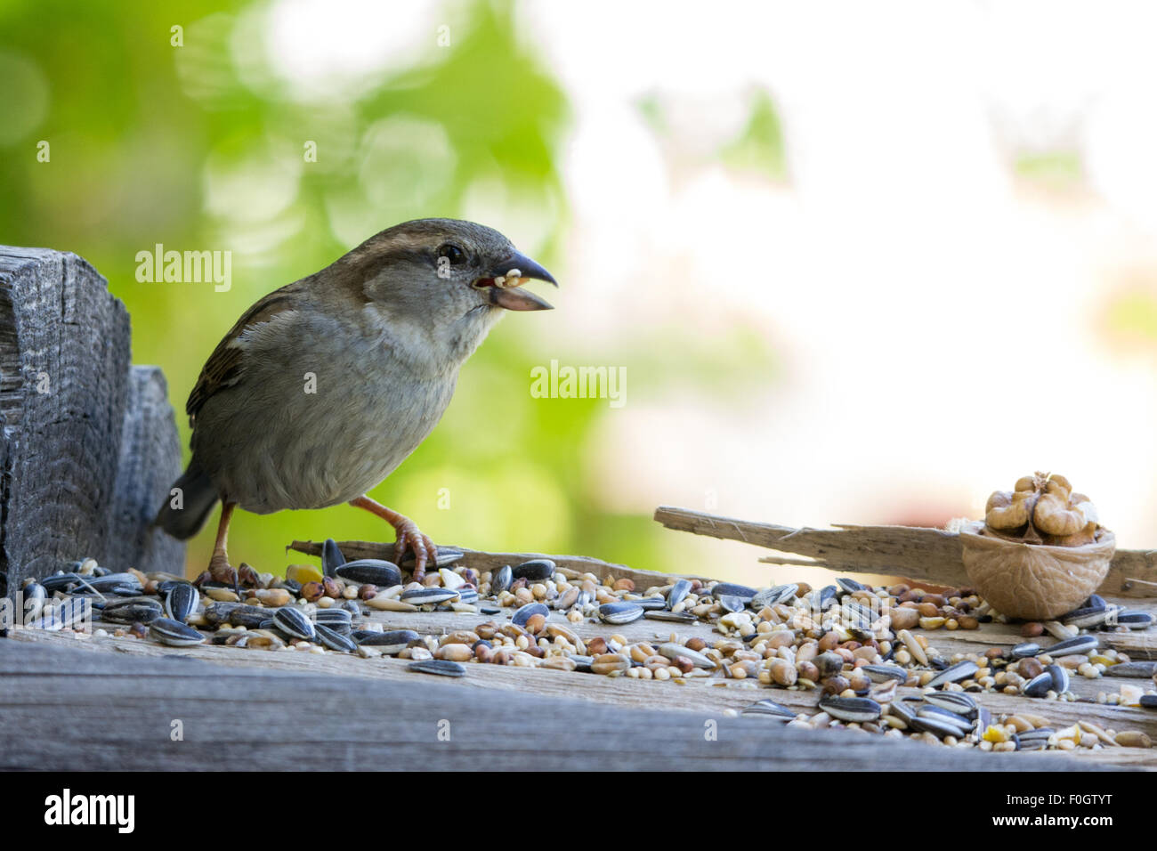 sparrow,, robin,, redstart,, great, tit,, crested, tit,, manger,, beak ...