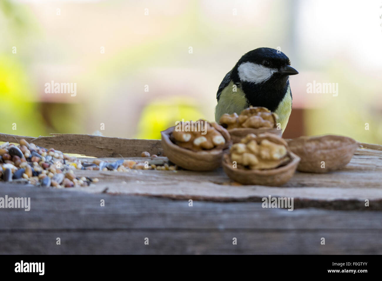 sparrow,, robin,, redstart,, great, tit,, crested, tit,, manger,, beak ...
