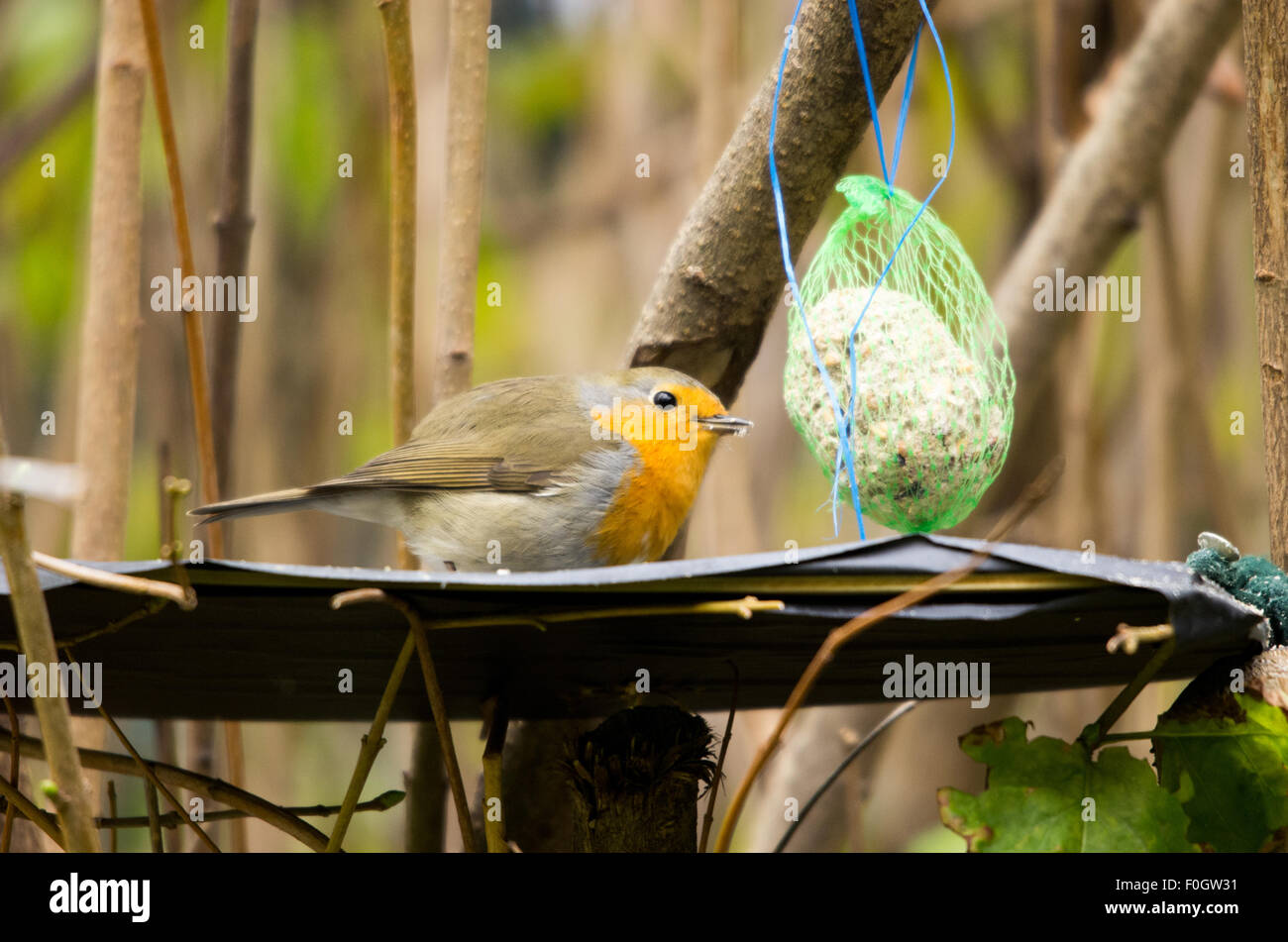 sparrow,, robin,, redstart,, great, tit,, crested, tit,, manger,, beak ...