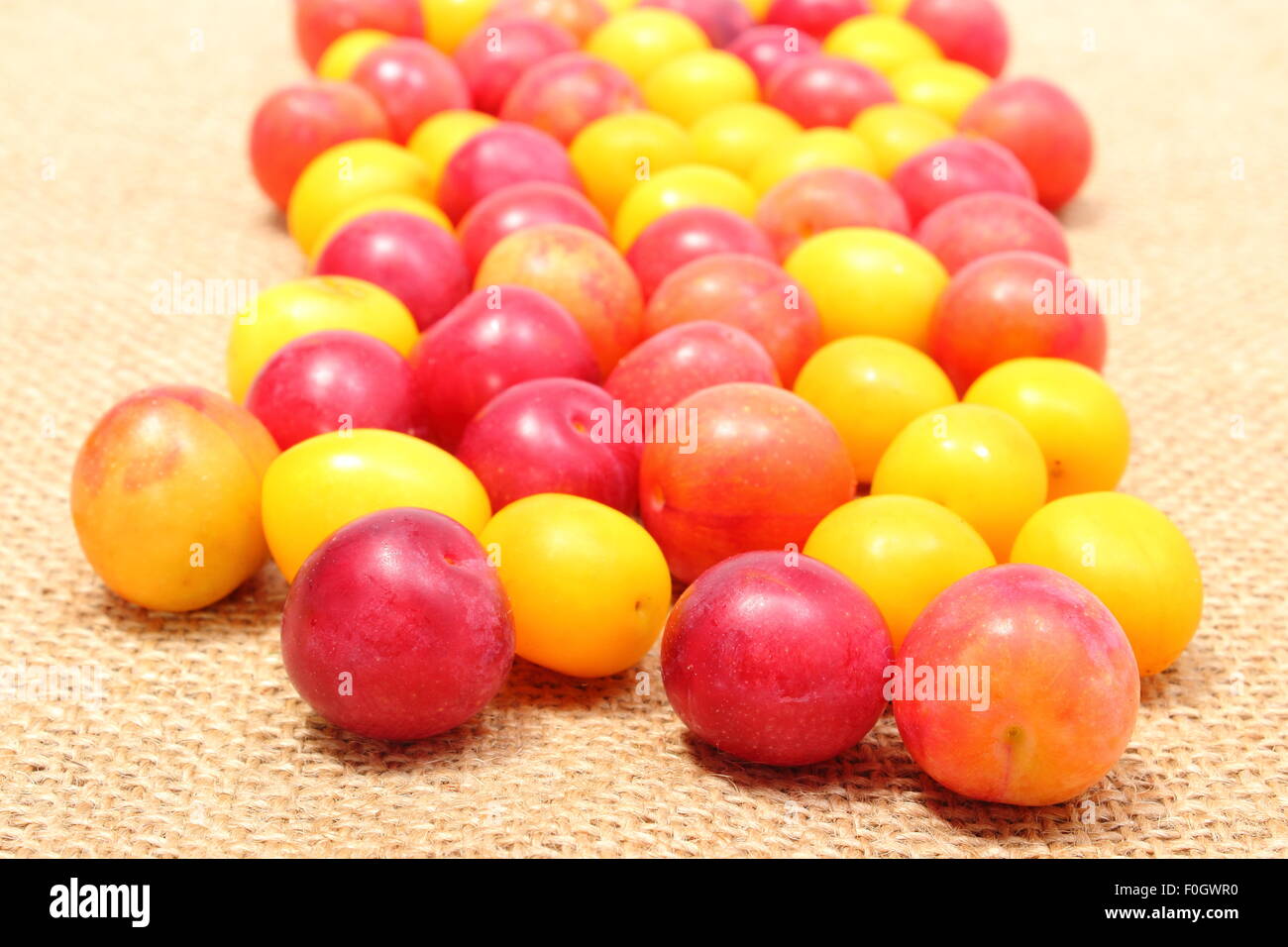 Fresh red and yellow mirabelle lying on jute canvas, concept for ...