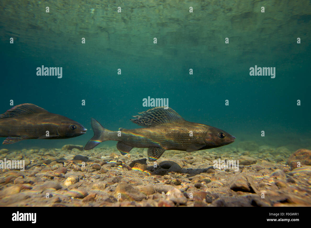 Two European grayling (Thymallus thymallus) males in spawning area ...
