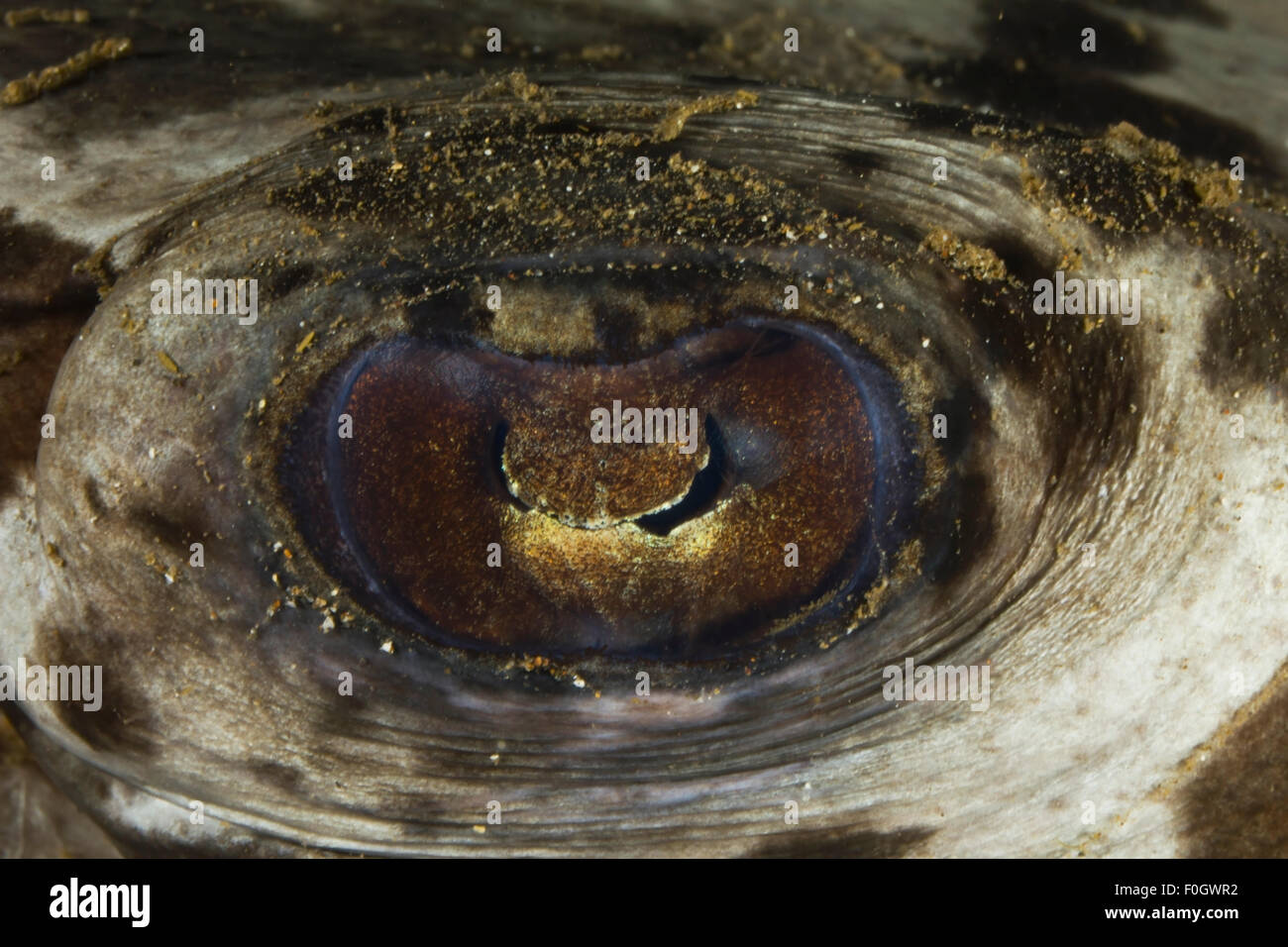 CLOSE-UP VIEW OF MARBLE STINGRAY EYES Stock Photo - Alamy