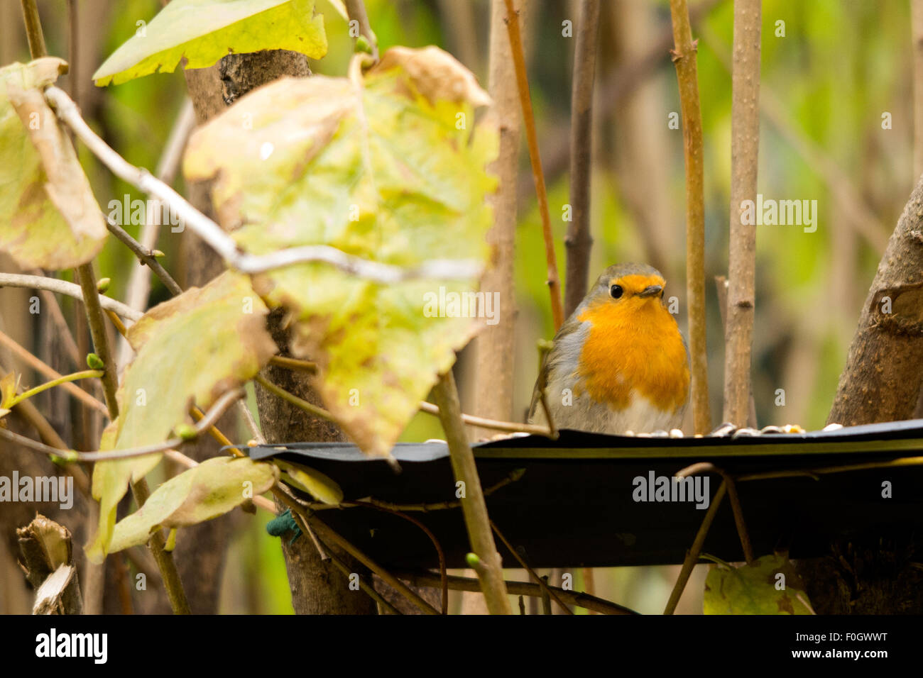sparrow,, robin,, redstart,, great, tit,, crested, tit,, manger,, beak ...